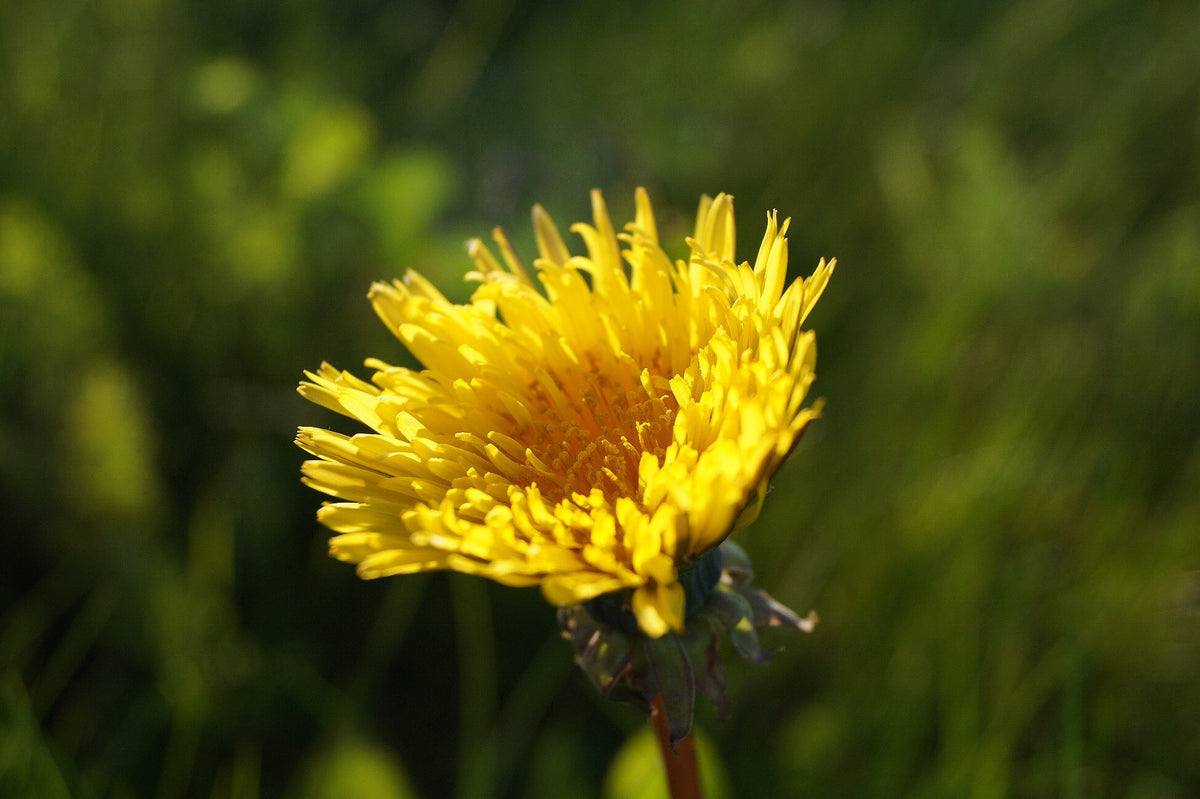 Amazing Health Benefits of Dandelion – Serendipity House 匯寶 - Your ...